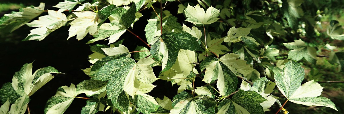 Lesné vegetačné stupne